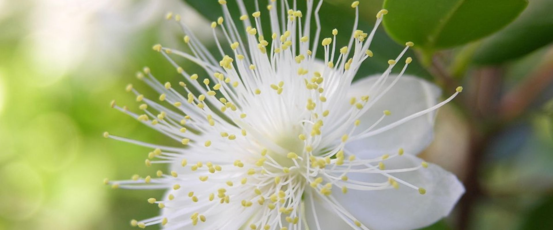 Qu'est-ce qu'une fleur de myrte