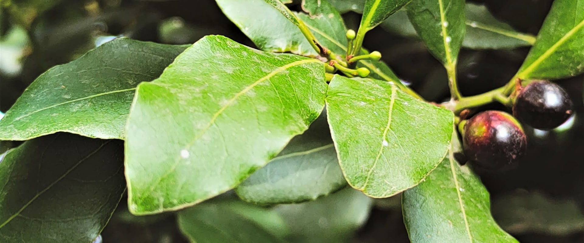 Qu'est-ce que Myrte symbolise